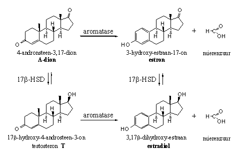 11. Metabolisme van Testosteron, Dihydrotestosteron, Estron en Estradiol