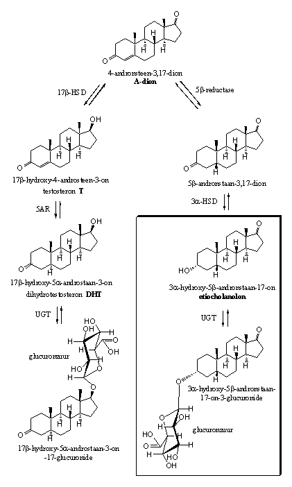 11. Metabolisme van Testosteron, Dihydrotestosteron, Estron en Estradiol