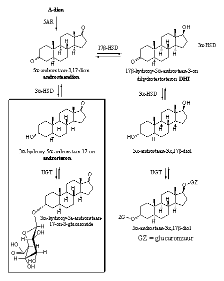 11. Metabolisme van Testosteron, Dihydrotestosteron, Estron en Estradiol
