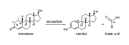 14. The Working Mechanism of Aromatase